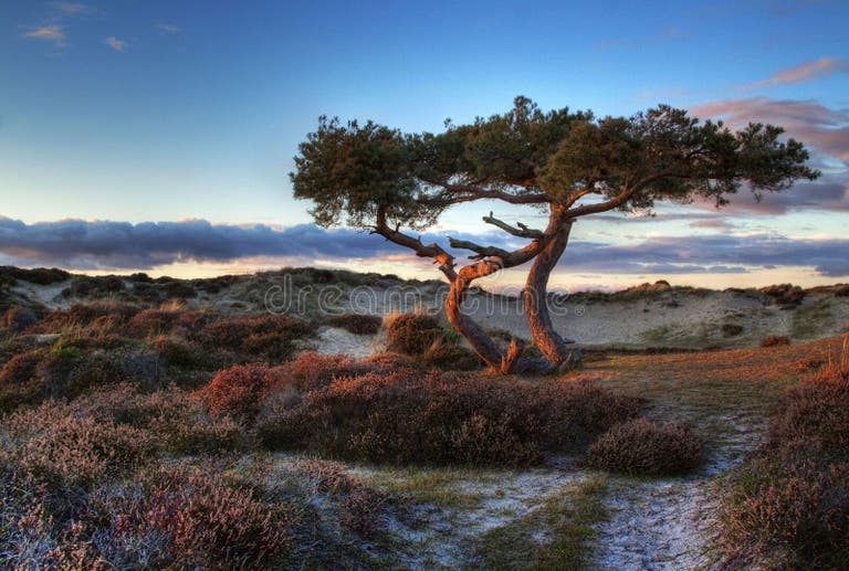 2,037 Pine Tree Moor Stock Photos - Free & Royalty-Free Stock Photos ...