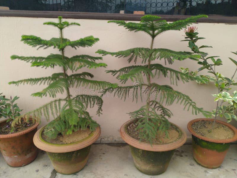 Pine tree in the pot stock photo. Image of plant, vegetable - 225747460