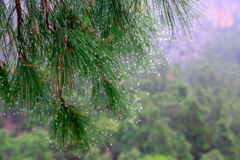 Pine tree in rain drops stock photo. Image of decoration - 160627918