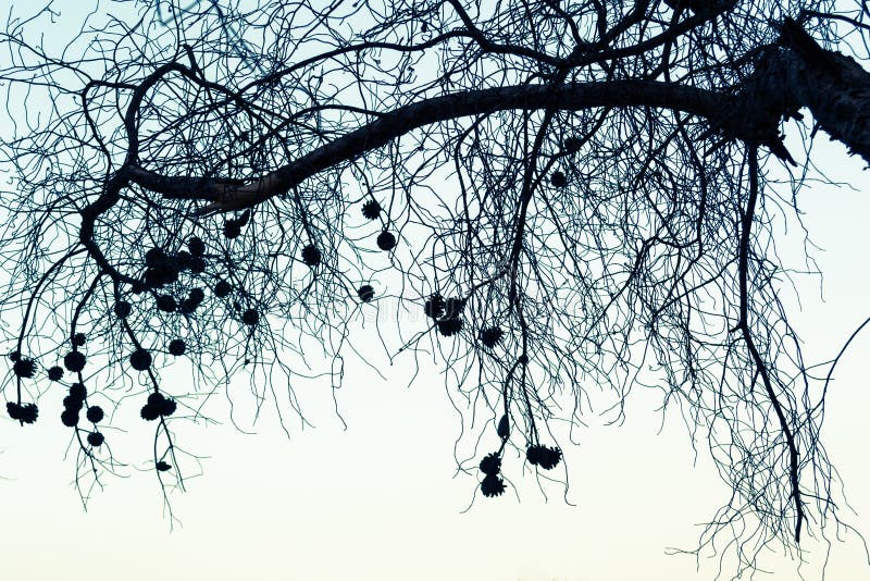Pine Tree Ramification Silhouette Stock Photo - Image of bare, branch ...