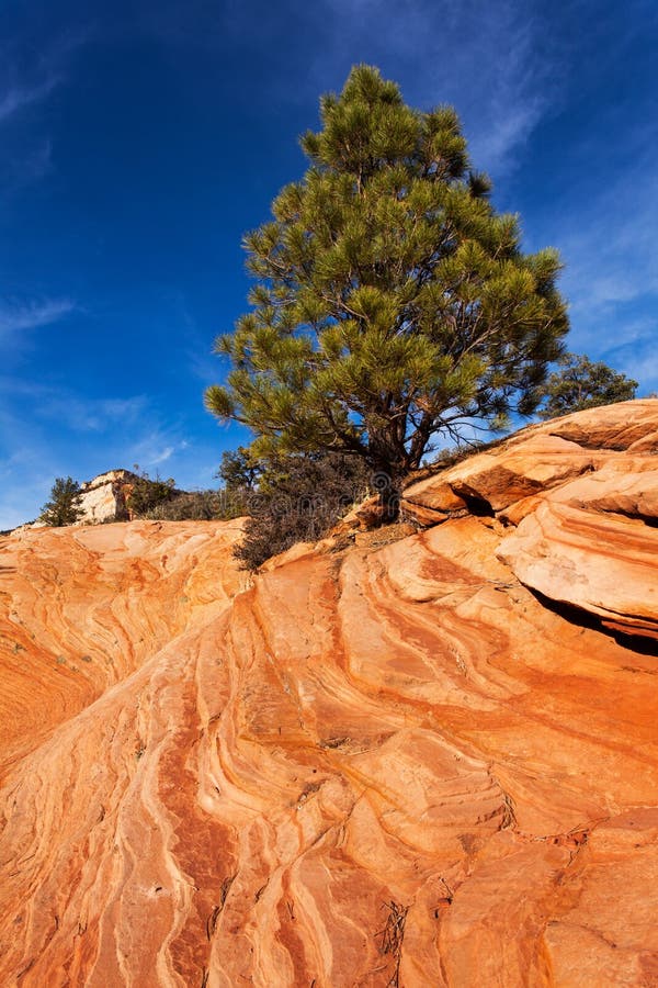 Pine Tree on Red Rocks stock photo. Image of park, utah - 27477394