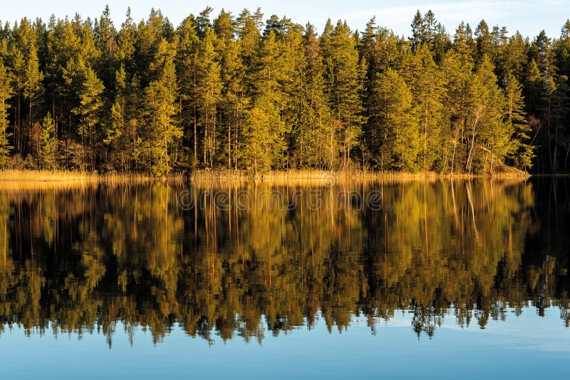 Reflection of Pine trees stock image. Image of surface - 145691181