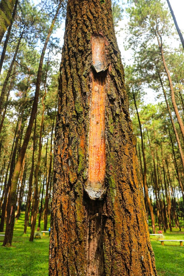 Pine Tree Resin Extraction and Collection Process in Indonesia Forest ...