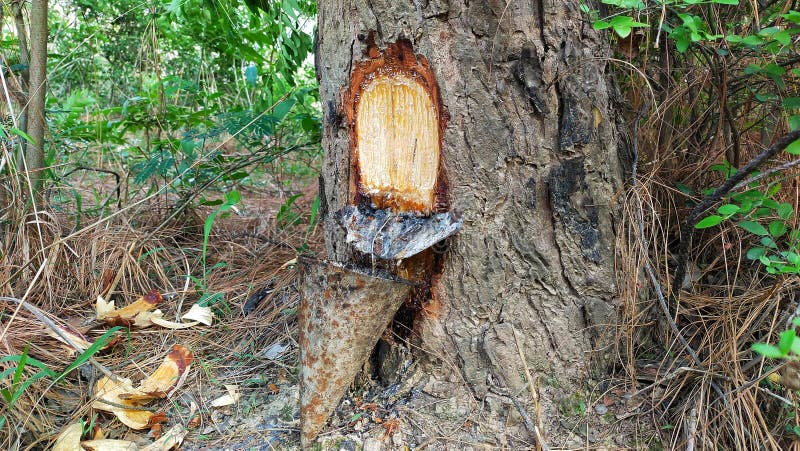 Pine Tree Resin Extraction and Collection Process Stock Image - Image ...