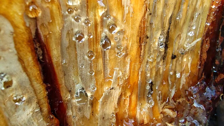 Pine Tree Resin Extraction and Collection Process Stock Photo - Image ...