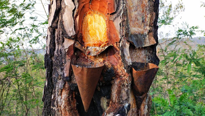 Pine Tree Resin Extraction and Collection Process Stock Photo - Image ...