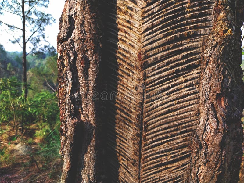 Pine Tree Resin Extraction and Collection Process Stock Image - Image ...