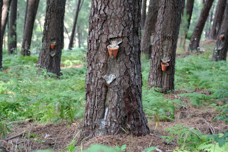 Pine-tree resin extraction stock image. Image of pinus - 30036913