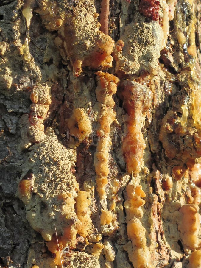 Pine Tree Resin on the Trunk. the Drops of Resin Flow Down on the Bark ...