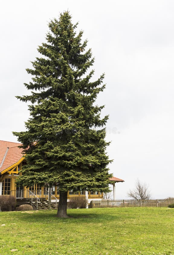 Pine tree stock photo. Image of holiday, pine, cabin - 30772276