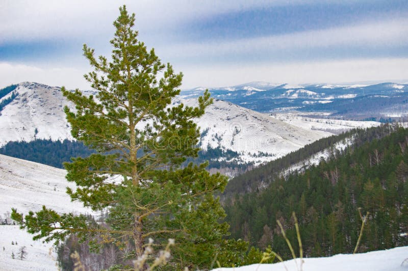 Pine in the mountains stock image. Image of ridge, valley - 207946819