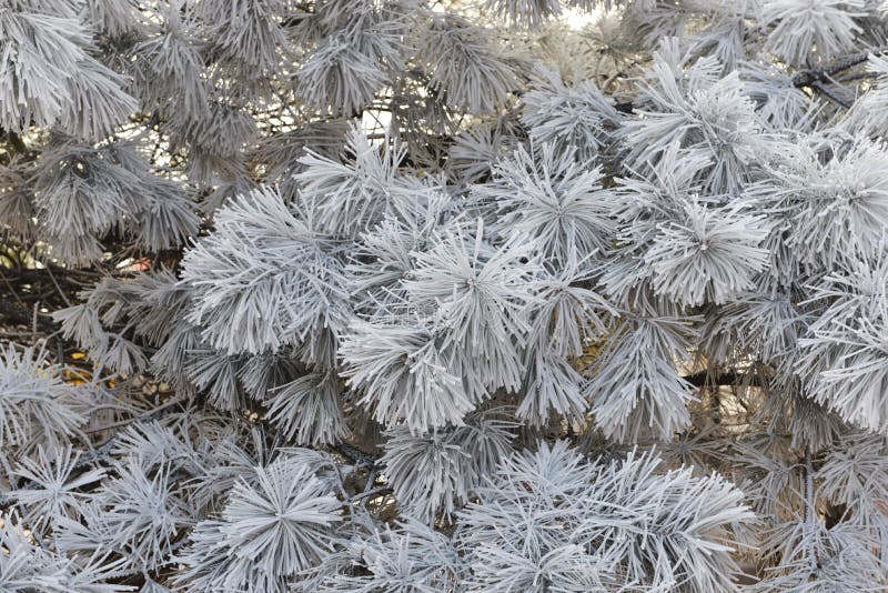 Pine tree rime in winter stock photo. Image of rime, winter - 37559522