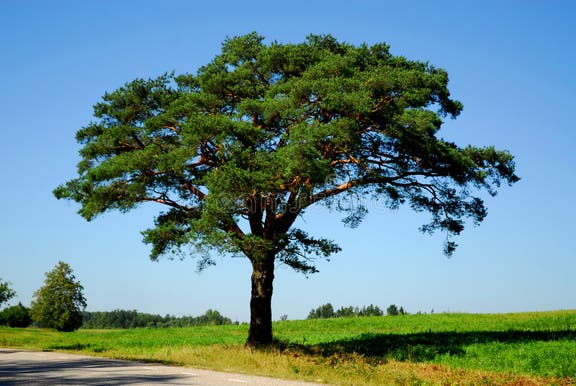 Pine tree by the road stock image. Image of land, branches - 3261681