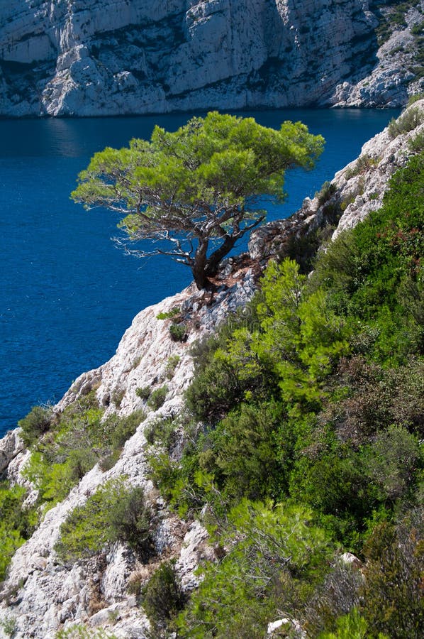 Pine tree on a rock stock photo. Image of seven, tree - 28483802