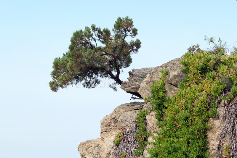 A tree on the rock stock image. Image of lonely, nature - 20030869