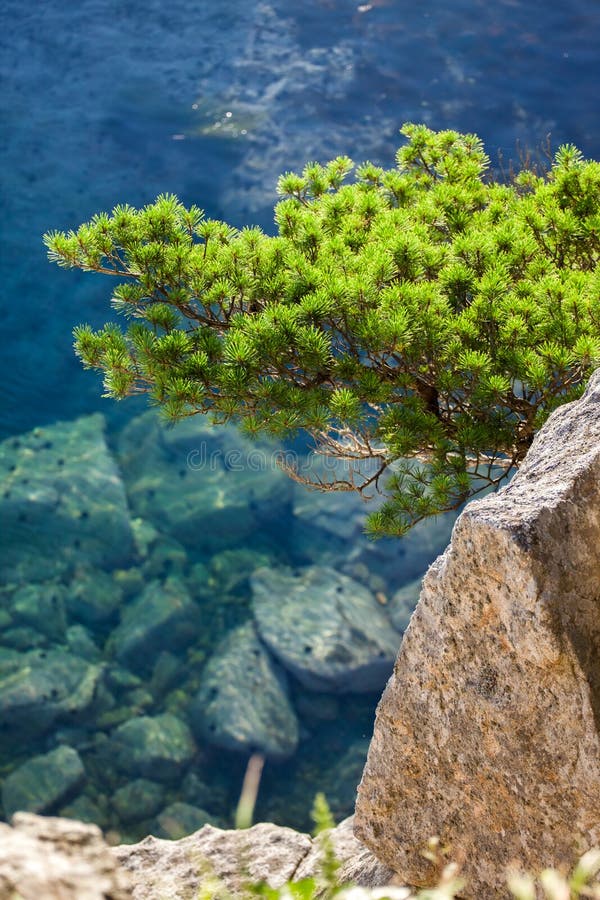 Pine-tree on a Rock at the Sea Stock Photo - Image of bottom, east ...