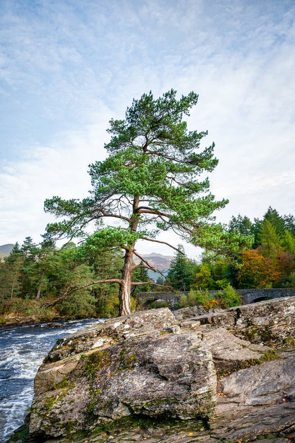 Pine Tree on a Rock stock photo. Image of solitary, europe - 232928454