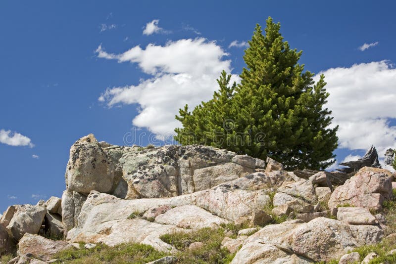 Pine tree and rocks stock image. Image of blue, meadow - 12912385