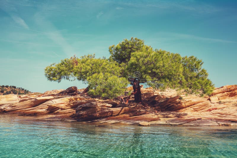 Pine Tree on a Rocky Shore on a Sunny Day Stock Photo - Image of ocean ...