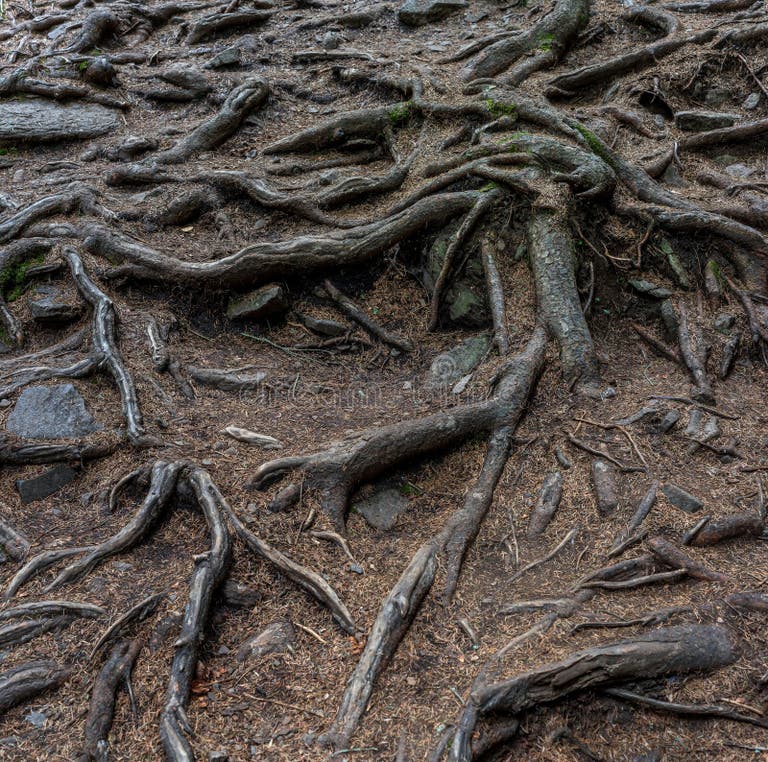 Pine Tree Root of Background. Stock Photo - Image of carving, texture ...
