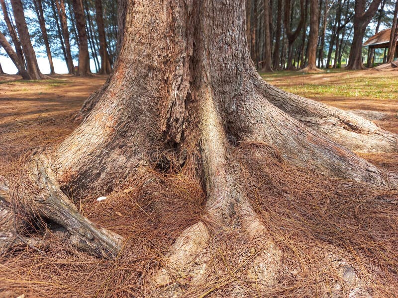Pine Tree Roots Covered by Fallen Leaves Stock Photo - Image of nature ...