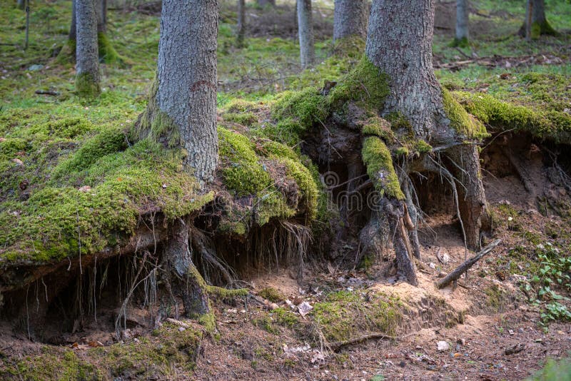 Root Coming Out of the Ground Seen Up Close Stock Image - Image of dark ...