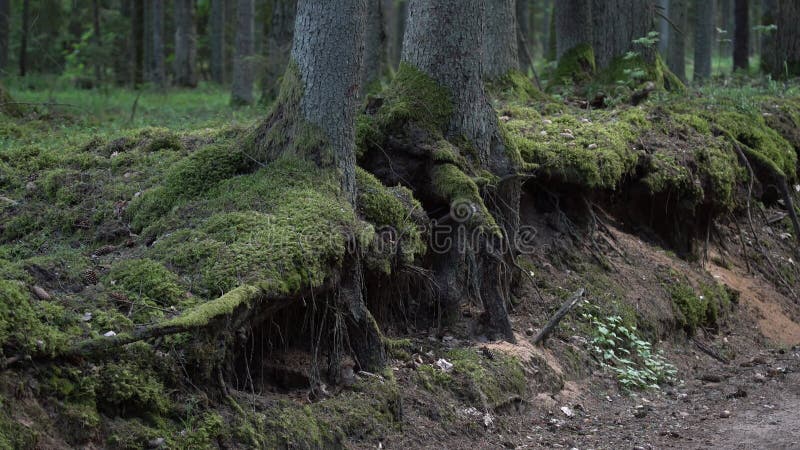 Pine Tree Roots At The Forest Canopy Surface Mossy Tree Root Coming Of