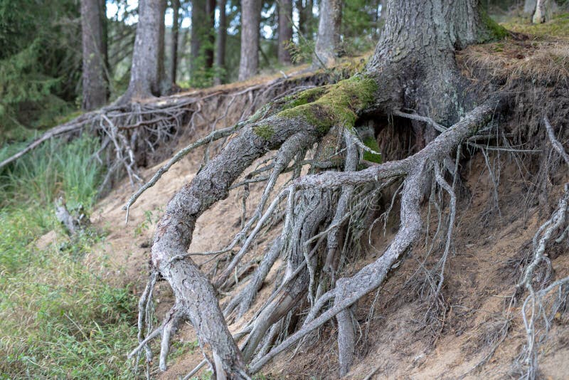 Pine Tree Roots in the Forest. Pine Stumps in a Forest Stand Stock ...