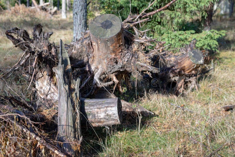Pine Tree Roots in the Forest. Pine Stumps in a Forest Stand Stock ...