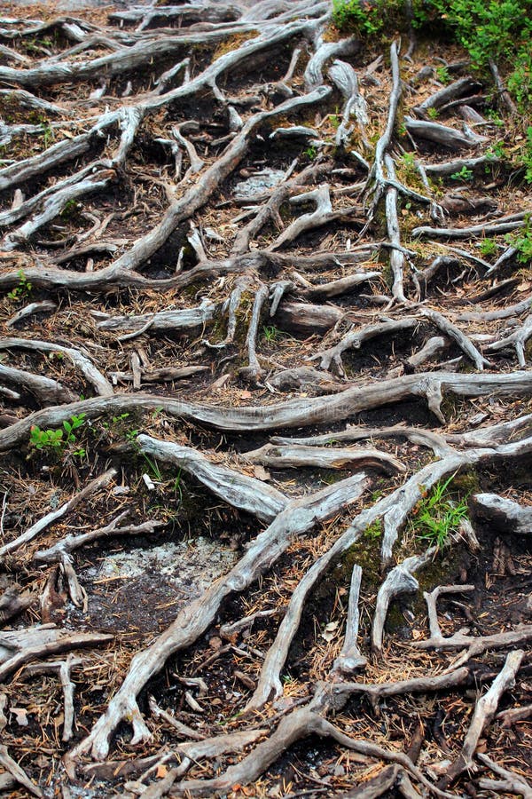 Pine Tree Roots on a Pathway in the Forest Stock Image - Image of ...