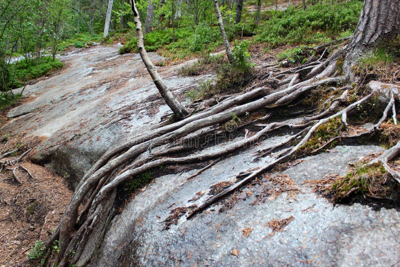 Pine tree roots on stone stock image. Image of outdoors - 121712797