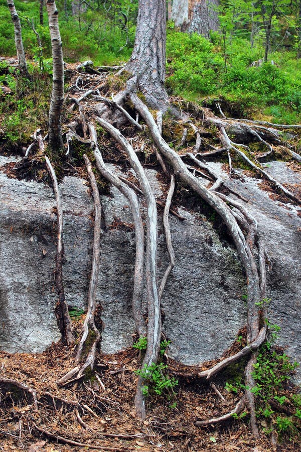 Pine tree roots on stone. stock photo. Image of detail - 124258802