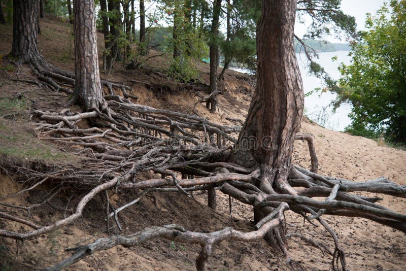 Tree roots background stock image. Image of twig, color - 42474067