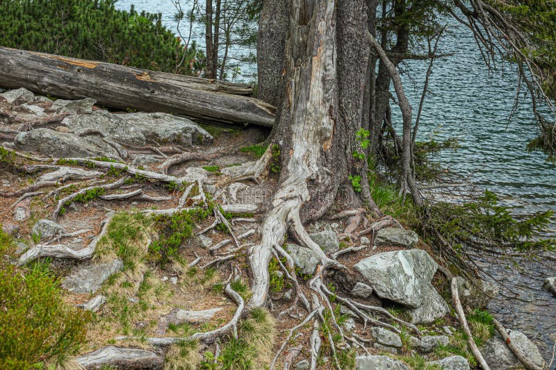 Pine tree roots up close stock image. Image of structure - 354784737