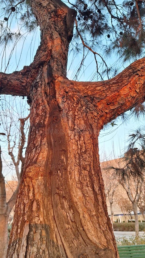 Pine Tree with Rough and Cracked Bark Under a Blue Sky in a Park Stock ...