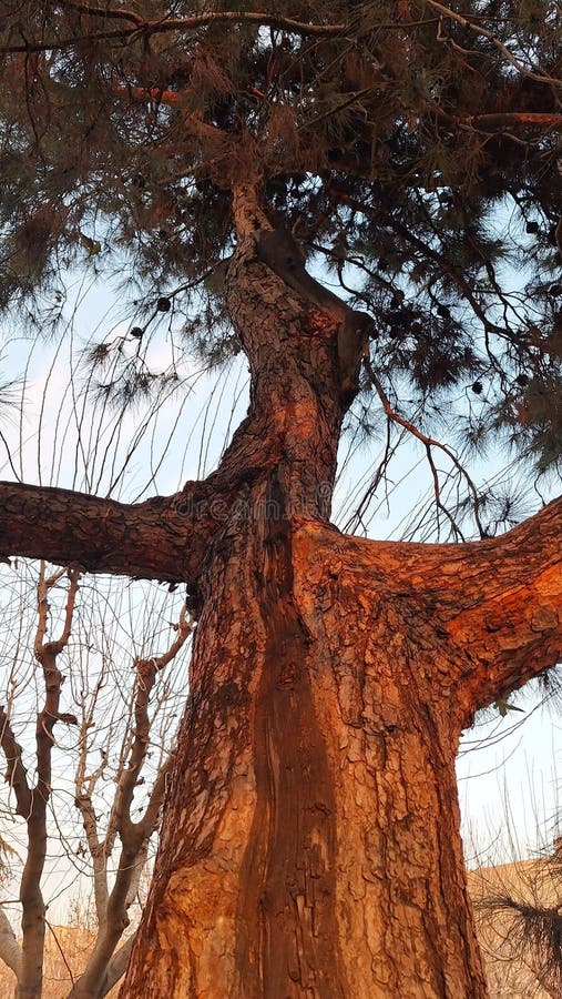 A Stout Pine Tree Shaped Like a Cross Stock Photo - Image of forest ...