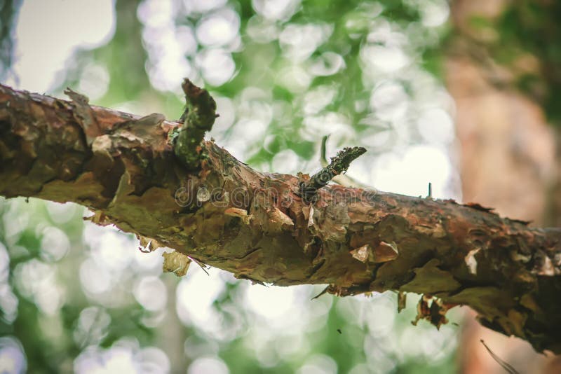 Pine tree rough tree trunk stock image. Image of sunny - 112459441