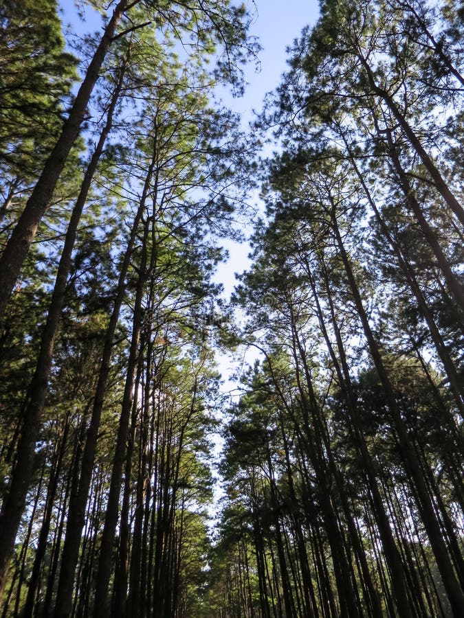 Pine Tree Row in the Pleasant Park, Northern of Thailand Stock Image ...