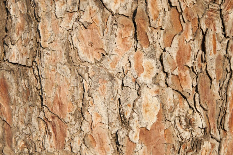 A Pine Tree`s Trunk Texture Stock Photo - Image of forestry, protection ...