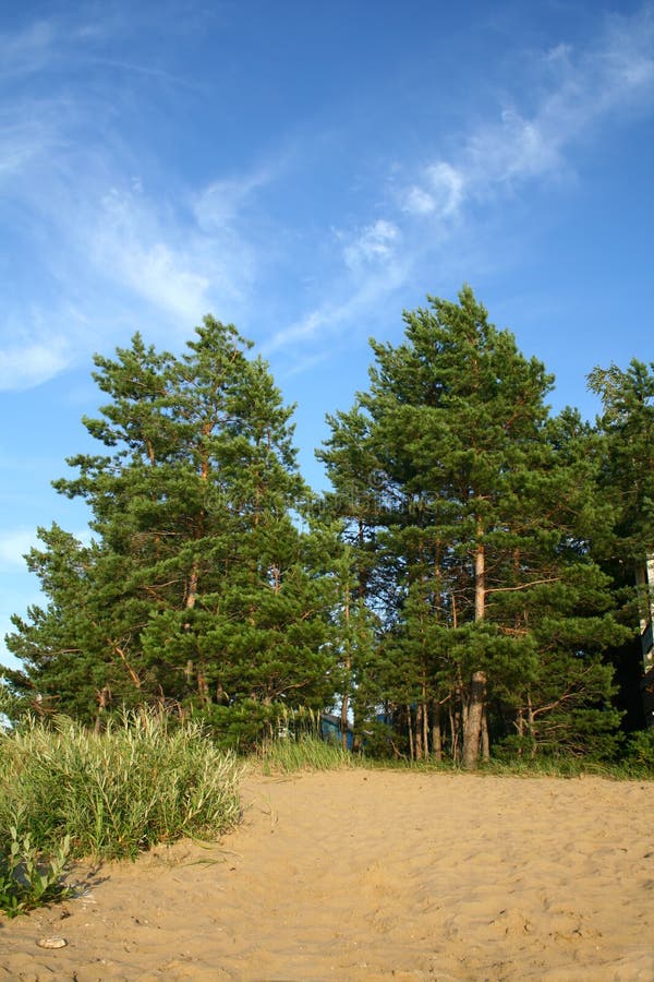Pine tree on sand beac stock image. Image of bright, crown - 5478099