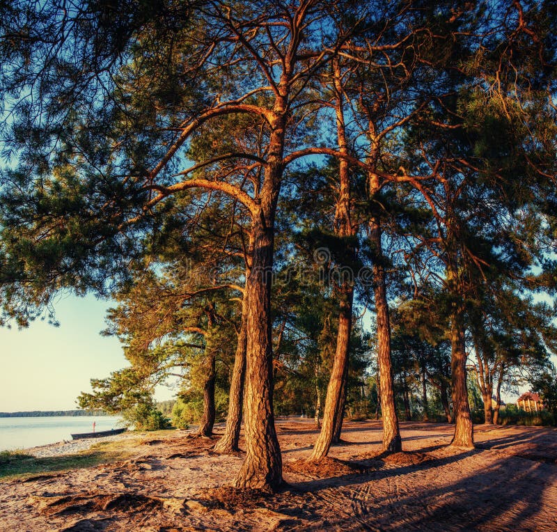 Pine Tree in the Sand on the Beach Stock Photo - Image of botanic ...