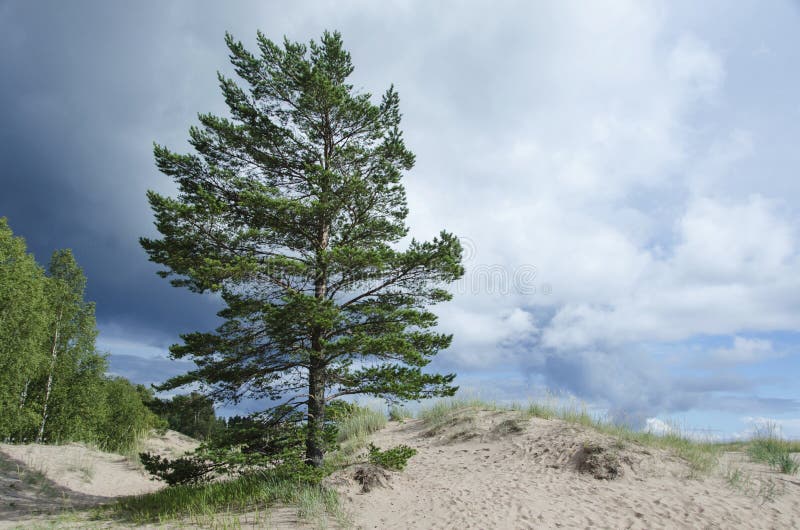 Pine tree on the sand stock photo. Image of sand, dune - 60029378