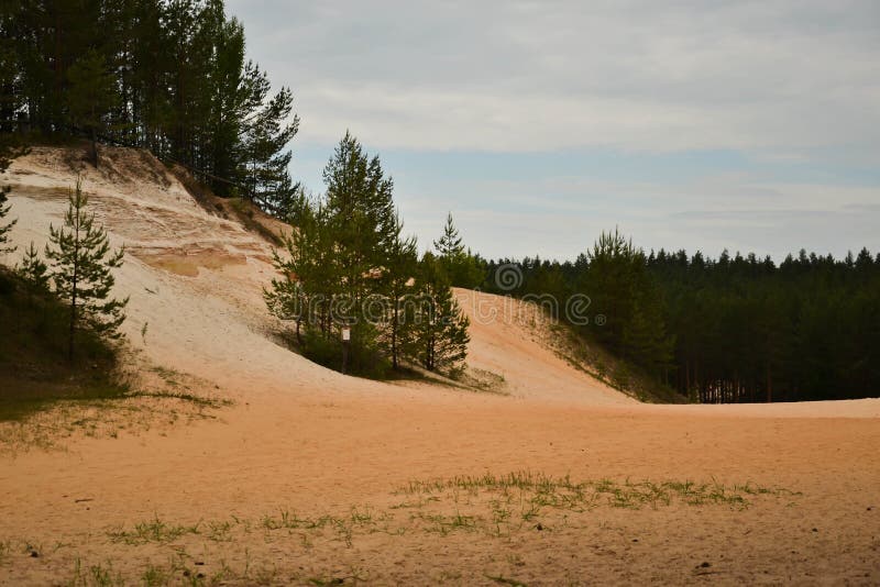 Pine tree and sand stock photo. Image of estonia, natural - 55558608