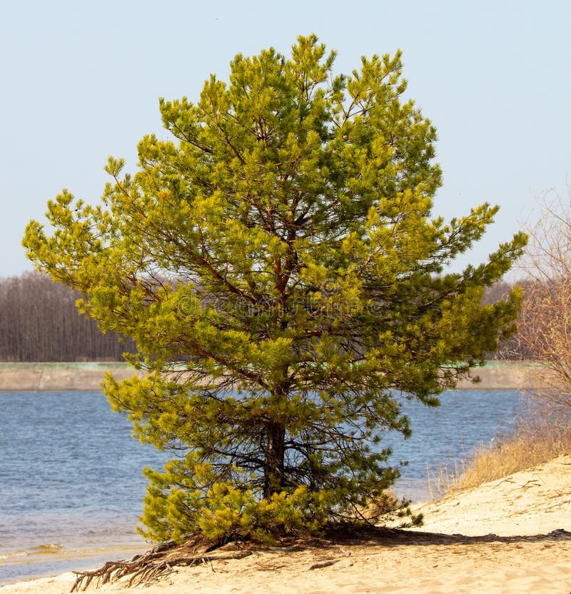 Pine Tree in the Sand by the Lake. Stock Photo - Image of coast, beach ...