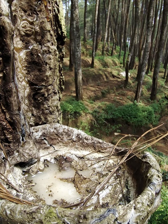 Pine Tree Sap that is Being Accommodated Stock Photo - Image of plant ...