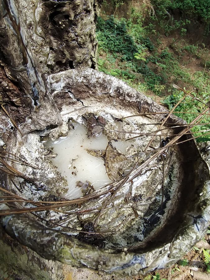 Pine Tree Sap that is Being Accommodated Stock Image - Image of trunk ...