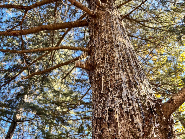 Pine Tree Sap Comes from Pine Trees. the Resin is Obtained by Tapping ...