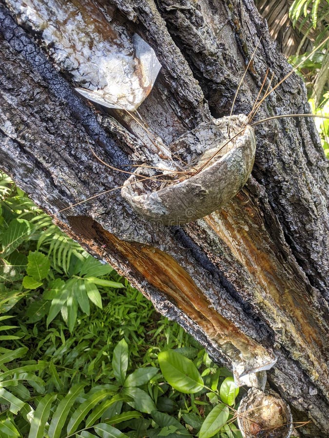 255 Sticky White Sap Stock Photos - Free & Royalty-Free Stock Photos ...