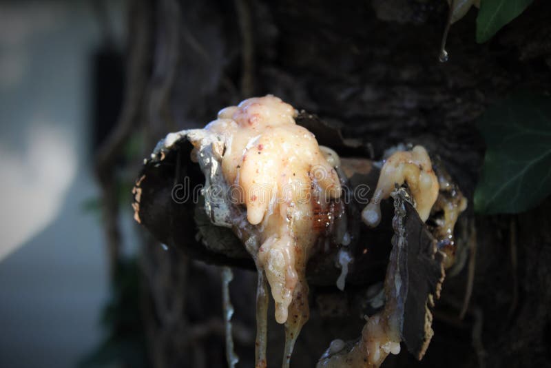 11,162 Tree Sap Stock Photos - Free & Royalty-Free Stock Photos from ...