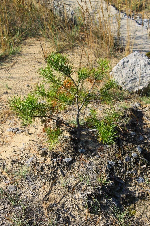 Young Spruce Sapling Stock Images - Download 548 Royalty Free Photos